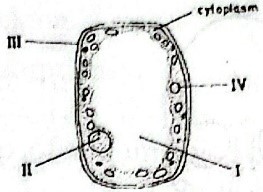 Biology Waec Past Questions and Answers 2026.
