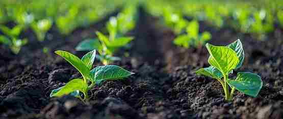Horticulture & Crop Production Scheme of Work for SS1, SS2, SS3 in Nigeria